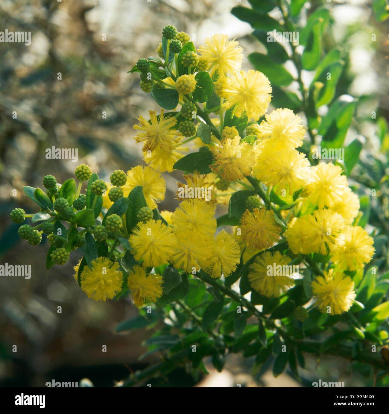 Acaciaparadoxa hi-res stock photography and images - Alamy