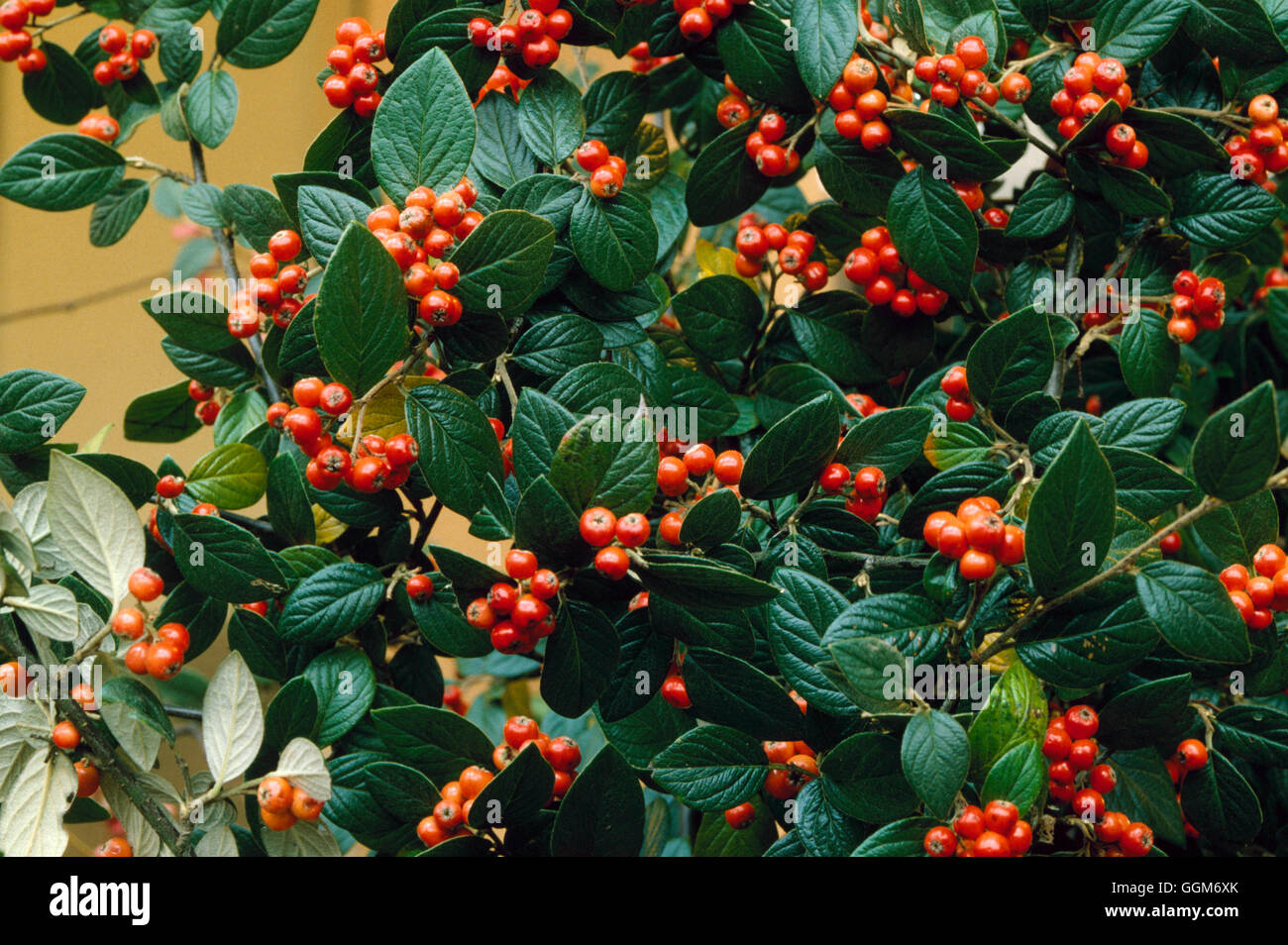 Cotoneaster franchetti franchetti cotoneaster hi-res stock photography ...