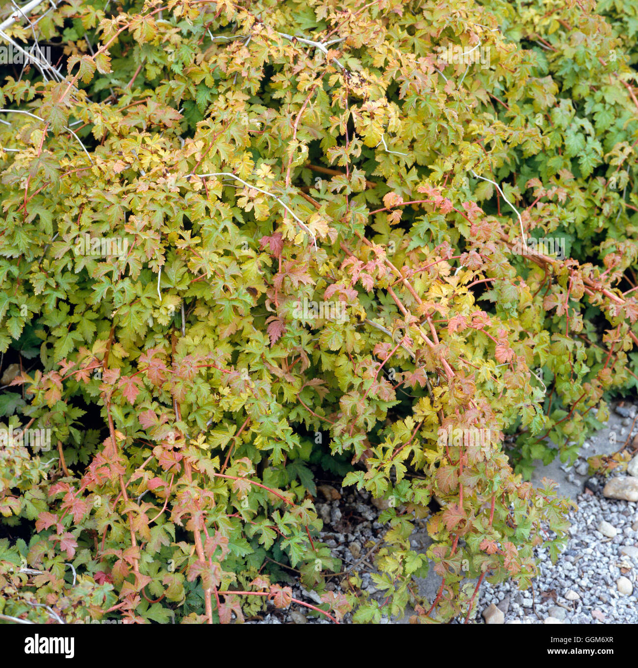 Stephanandra incisa - `Crispa' TRS011730 Stock Photo - Alamy