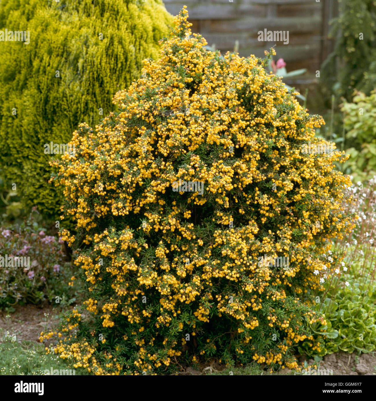 Berberis x stenophylla - 'Corallina Compacta' AGM TRS012328 Stock Photo ...