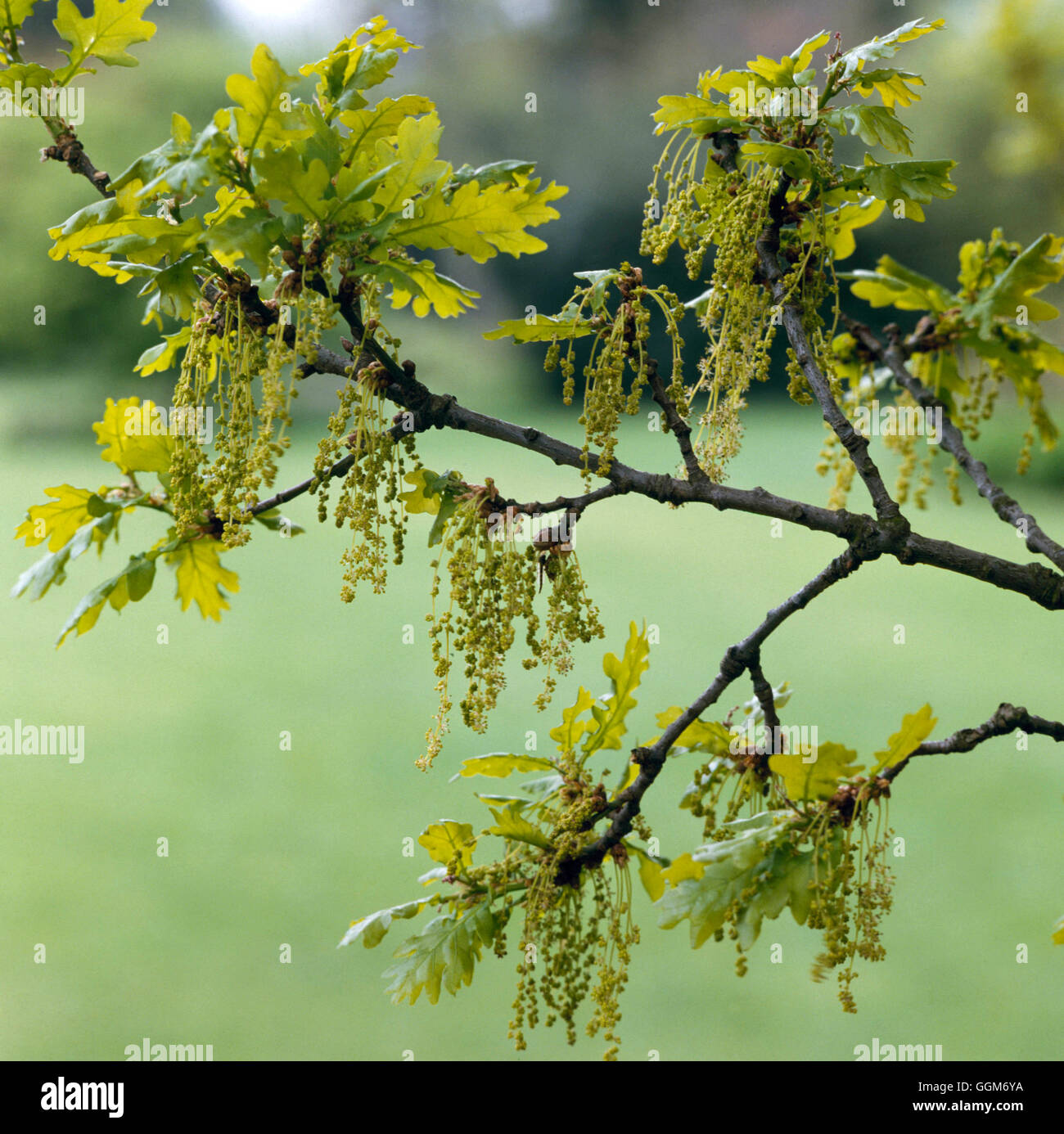 Quercus robur - showing the flowers TRS012394 Stock Photo - Alamy