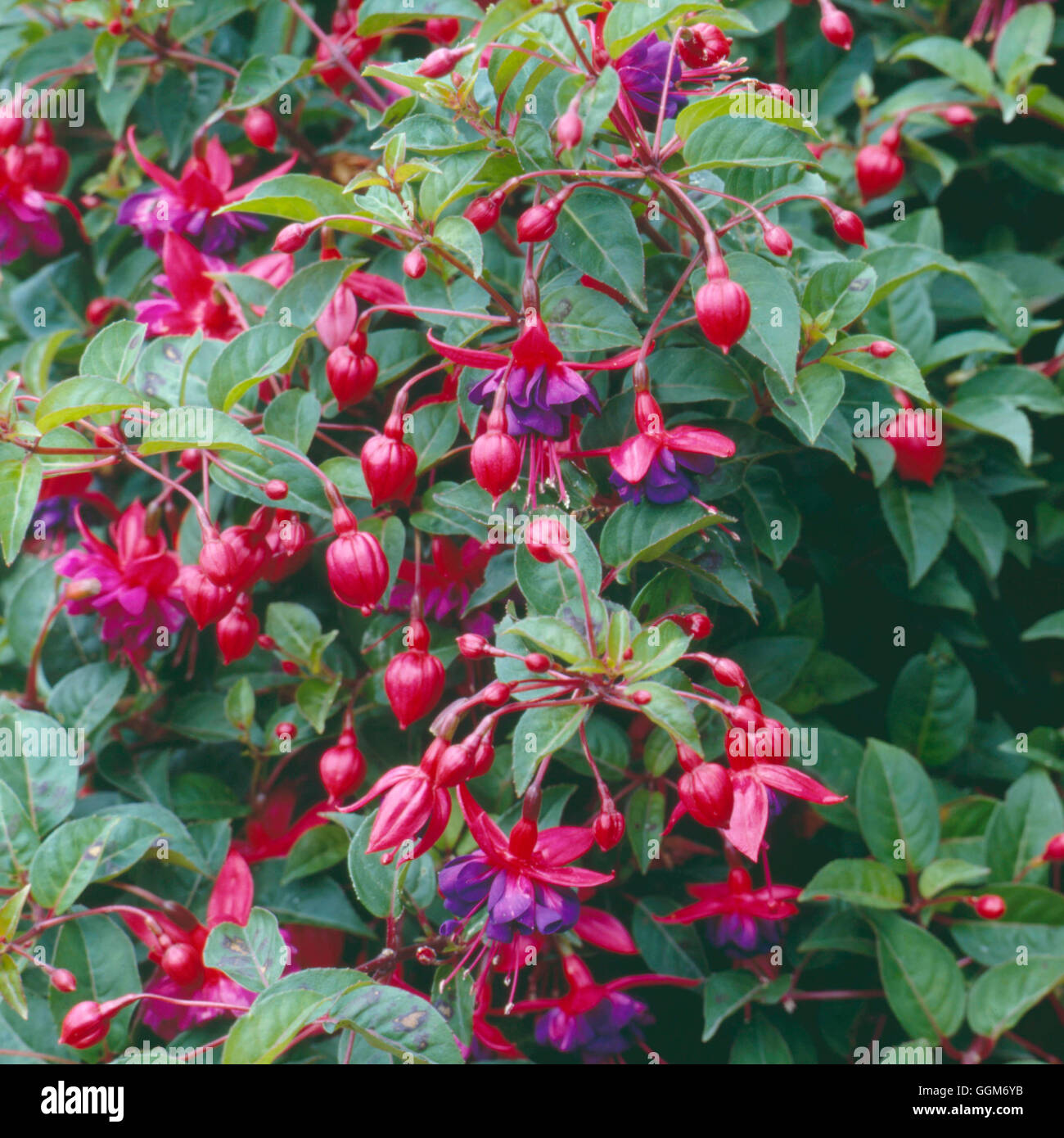 Princessdollar hi-res stock photography and images - Alamy
