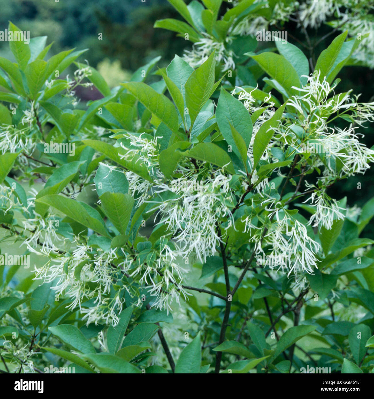 Chionanthus virginicus - North American Fringe Tree TRS012689 Stock ...
