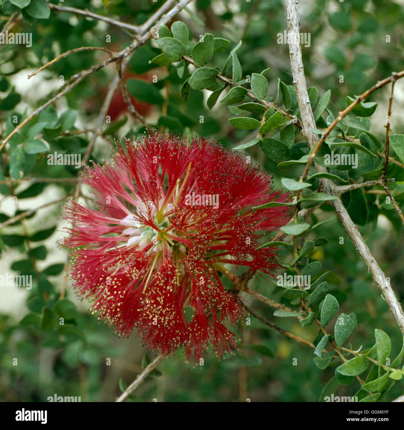 Melaleuca melaleuca hi-res stock photography and images - Alamy