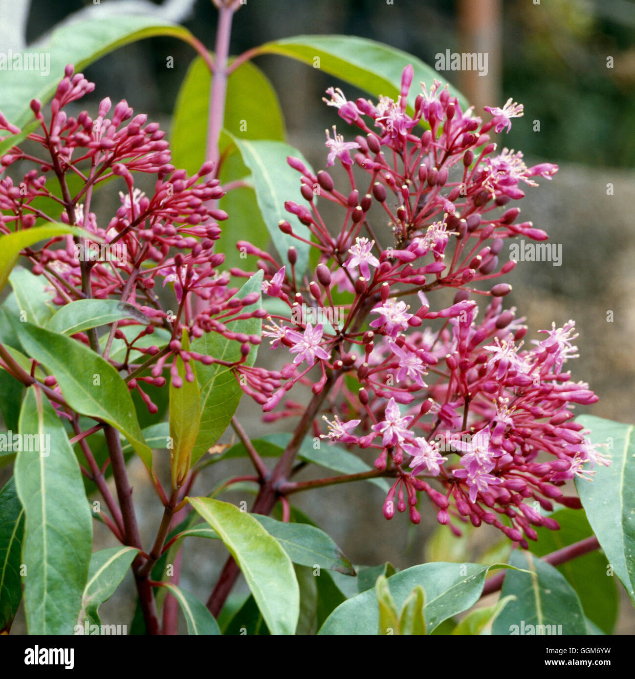 Fuchsia arborescens hi-res stock photography and images - Alamy