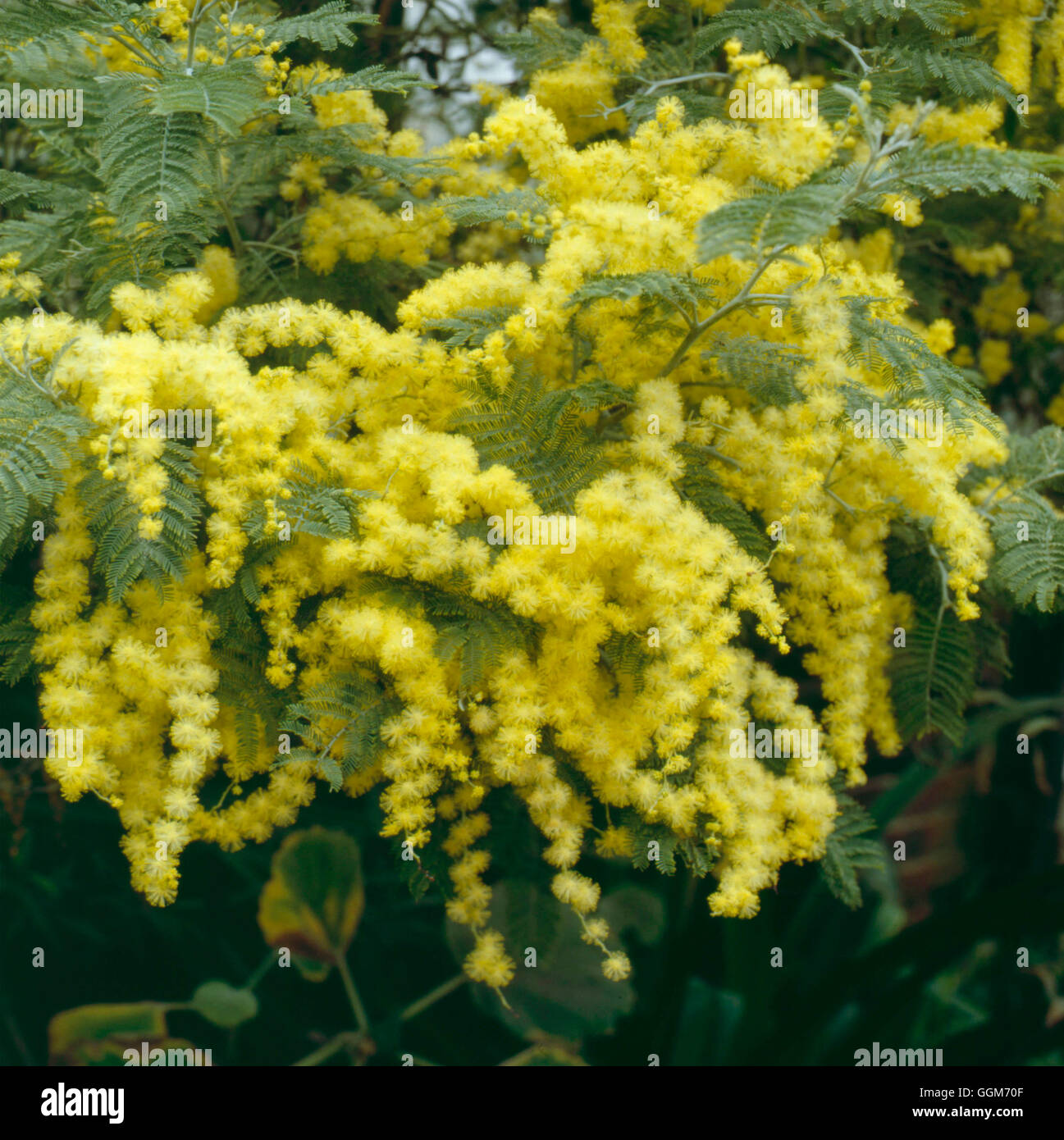 Golden Mimosa High Resolution Stock Photography and Images - Alamy
