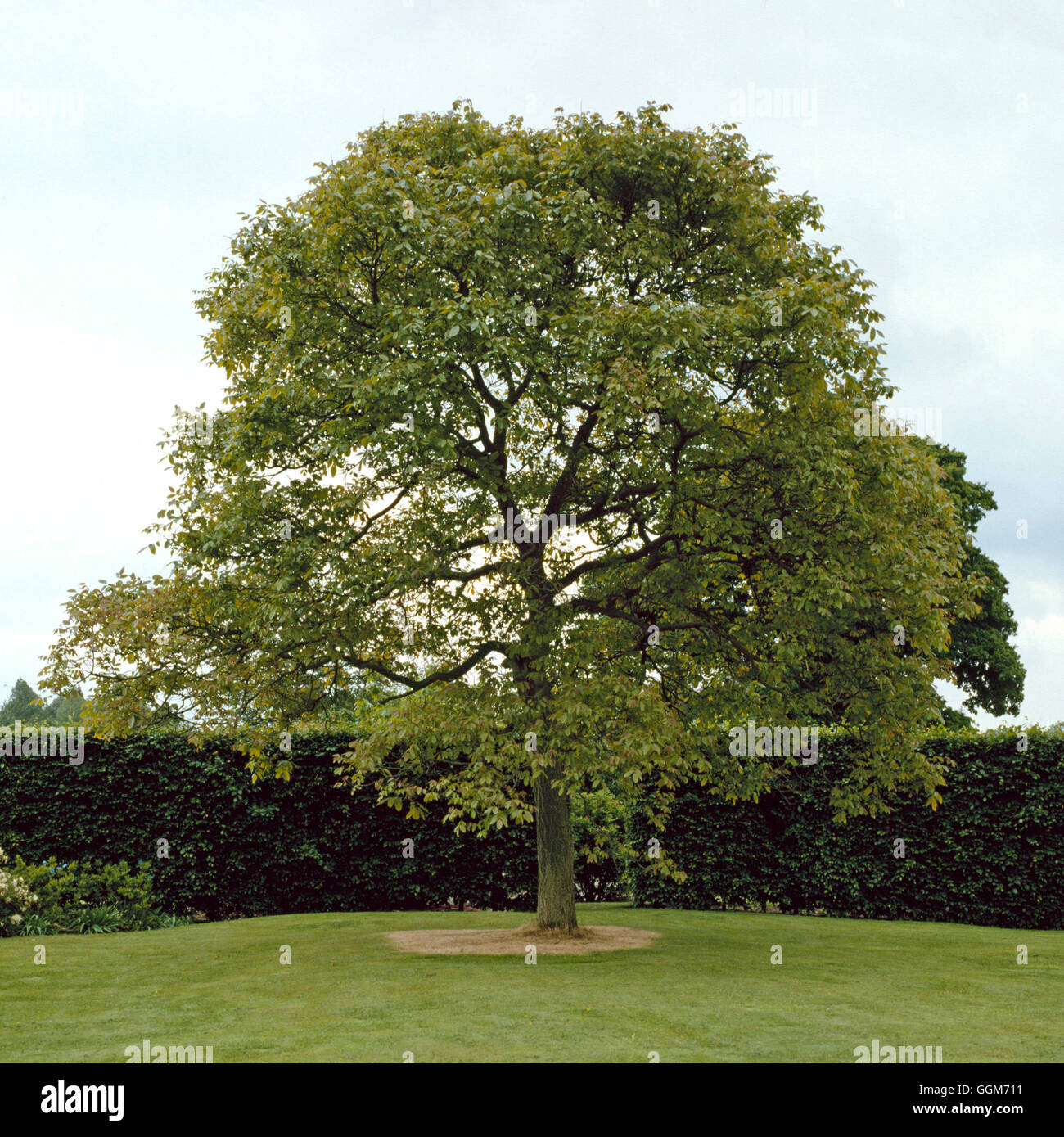 Commonwalnut hi-res stock photography and images - Alamy