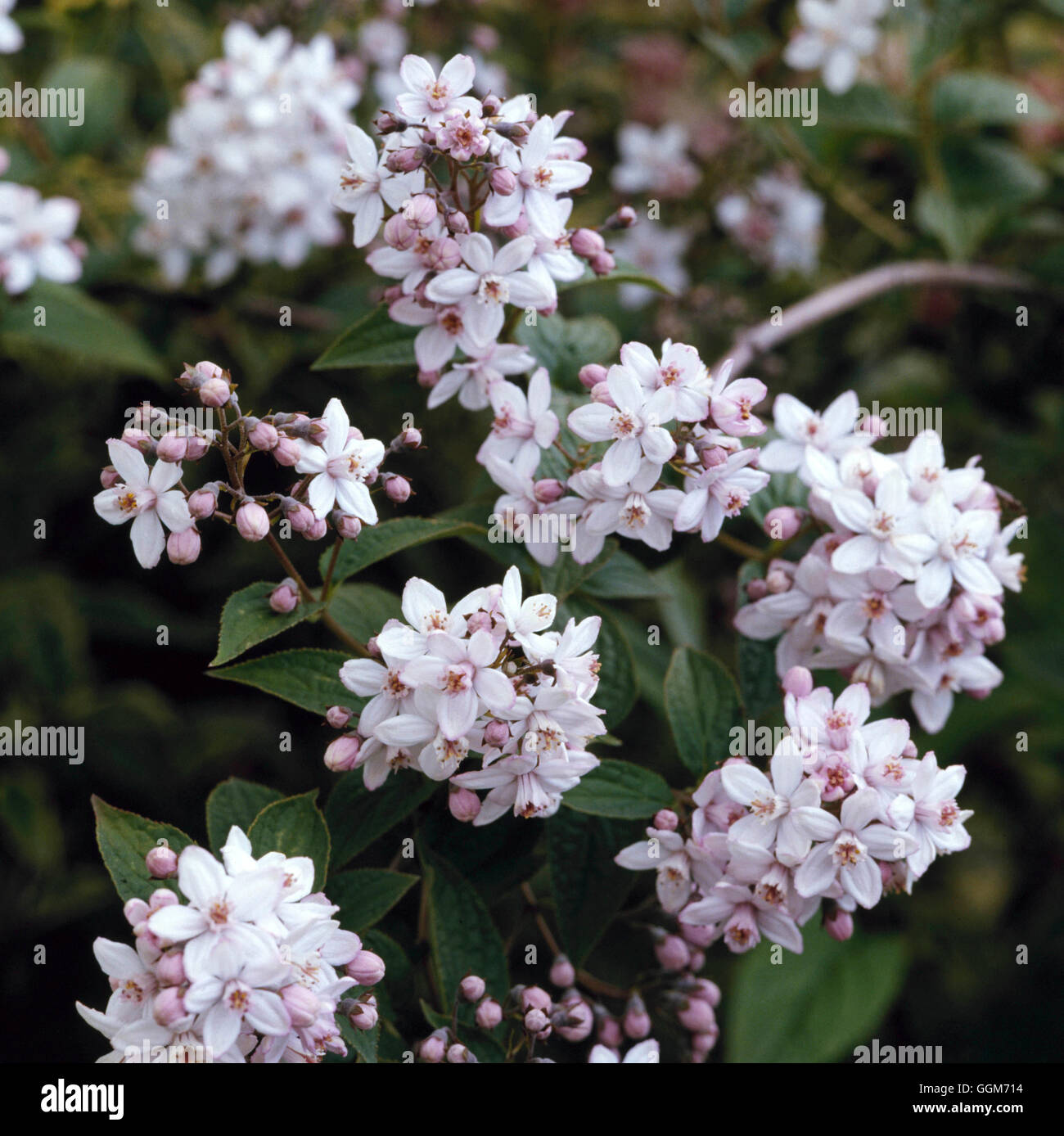 Deutzia deutzia x rosea hi-res stock photography and images - Alamy