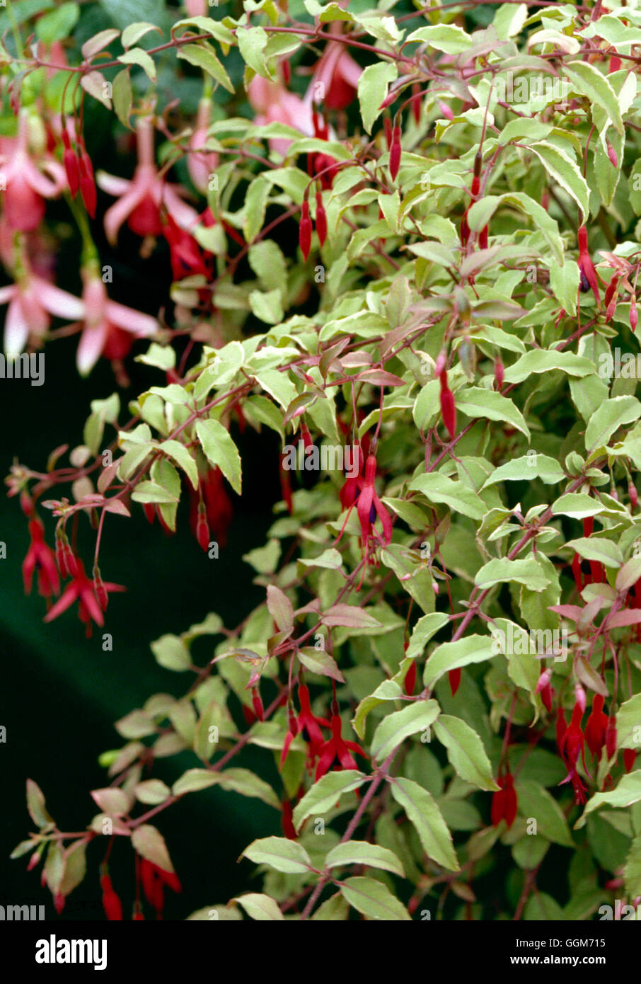 Fuchsia magellanica - `Versicolor' TRS015939 Stock Photo - Alamy