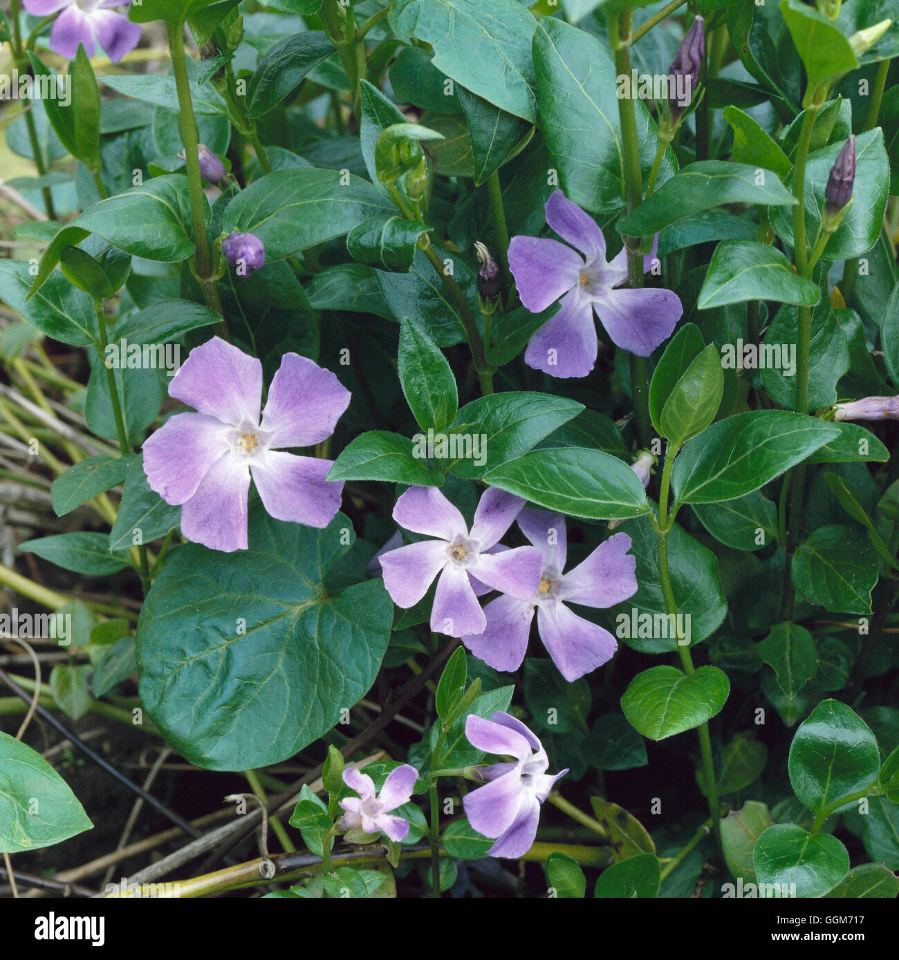 Vinca major - Greater Periwinkle TRS016169 Stock Photo - Alamy