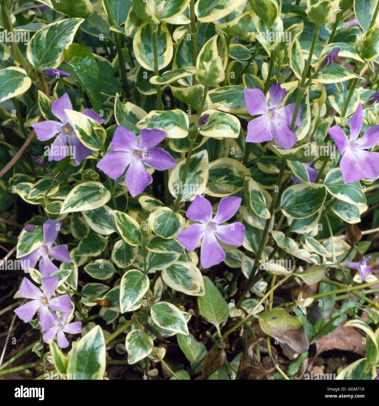 Vinca major variegata hi-res stock photography and images - Alamy