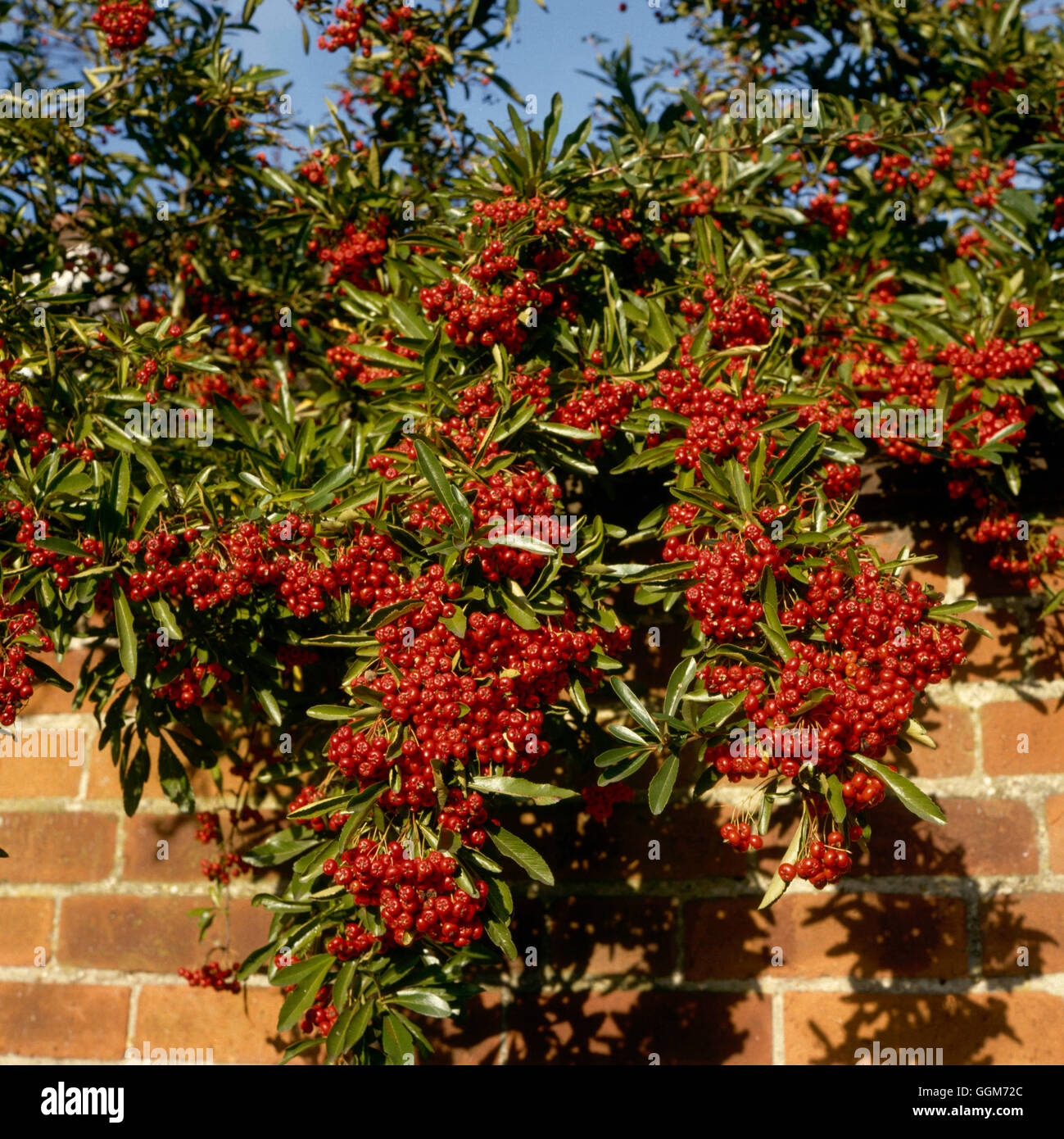 Shrub pyracantha hi-res stock photography and images - Alamy