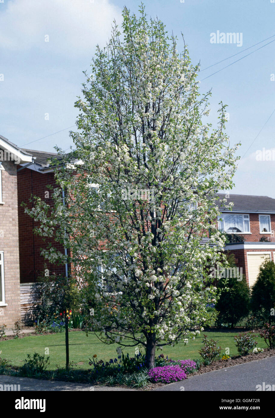 Pyrus calleryana - `Chanticleer' TRS018555 Stock Photo - Alamy