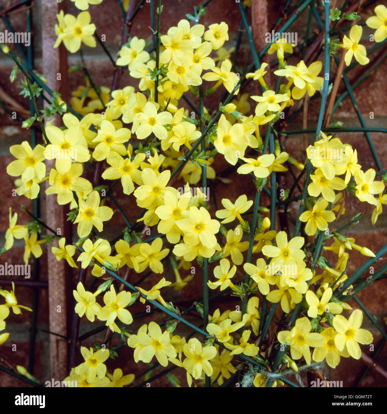 Jasminum nudiflorum AGM - Winter Jasmine TRS018627 Stock Photo - Alamy