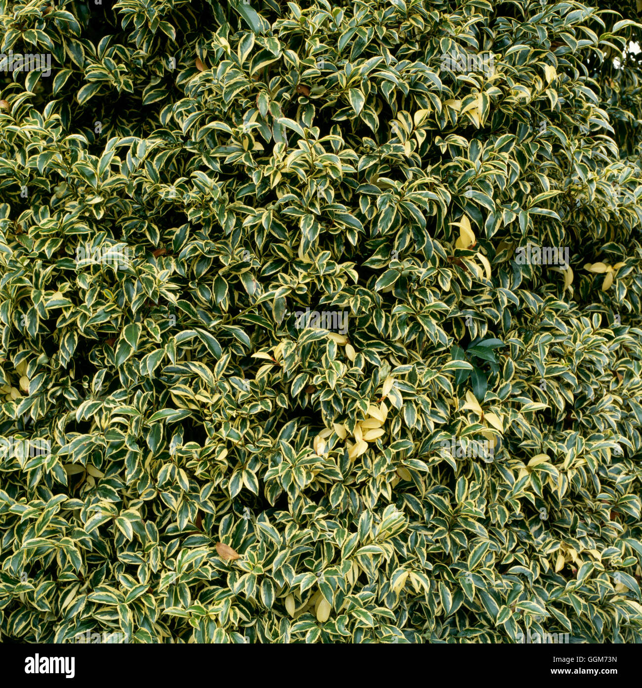 Cleyerajaponica variegated cleyerajaponicafortunei cleyerafortunei ...
