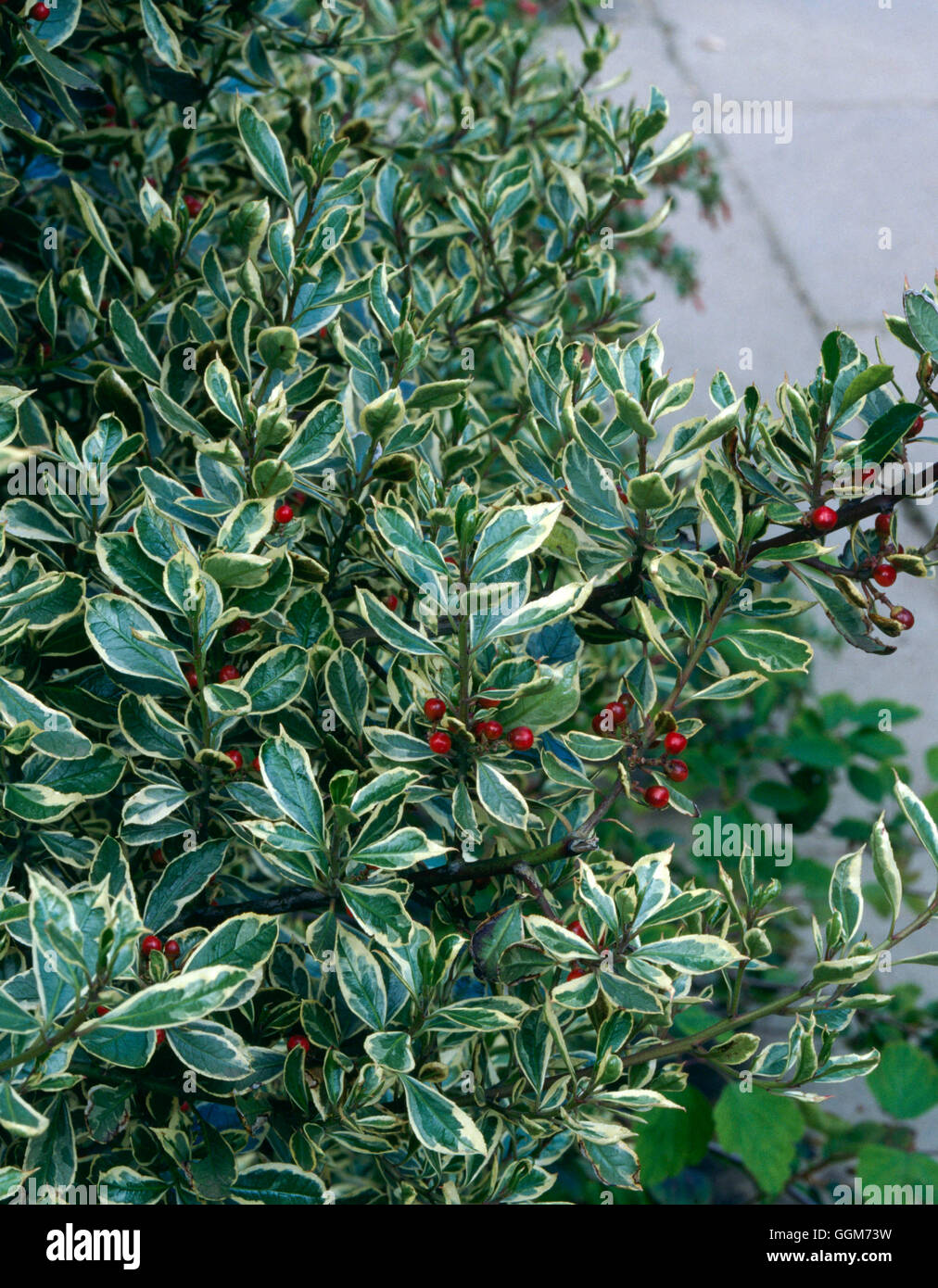 Rhamnus alaternus hi-res stock photography and images - Alamy