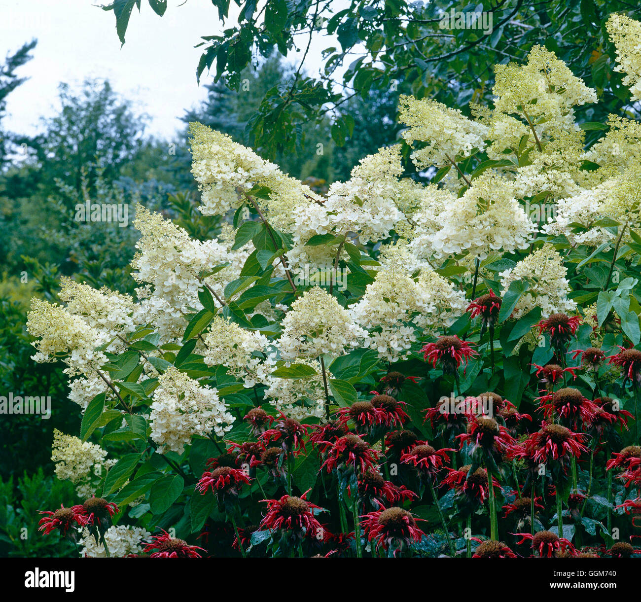 Hydrangea paniculata - `Grandiflora' AGM. TRS019712 Stock Photo - Alamy