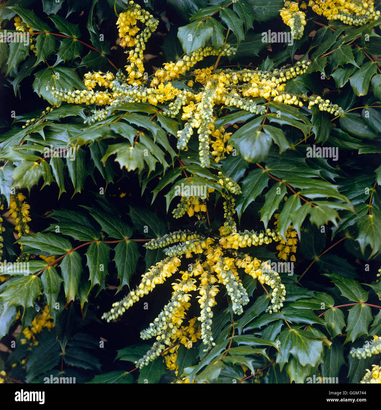 Mahonia japonica AGM TRS019782 Stock Photo - Alamy