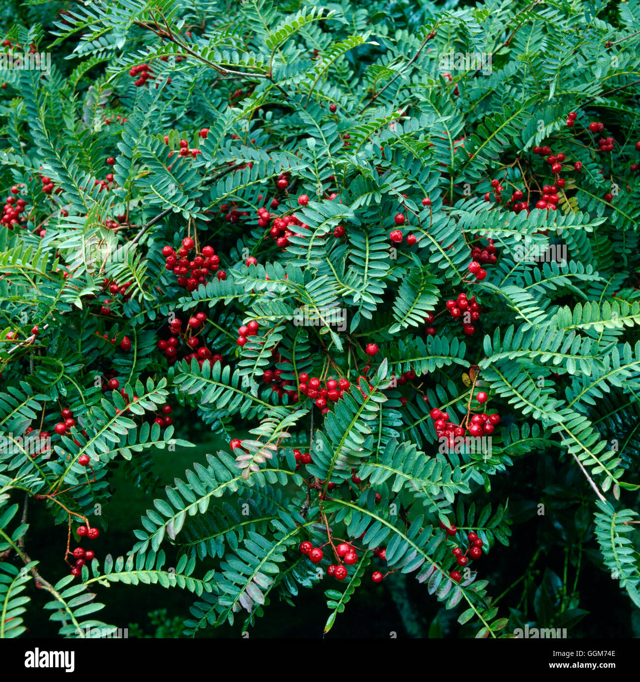 Sorbus vilmorinii hi-res stock photography and images - Alamy