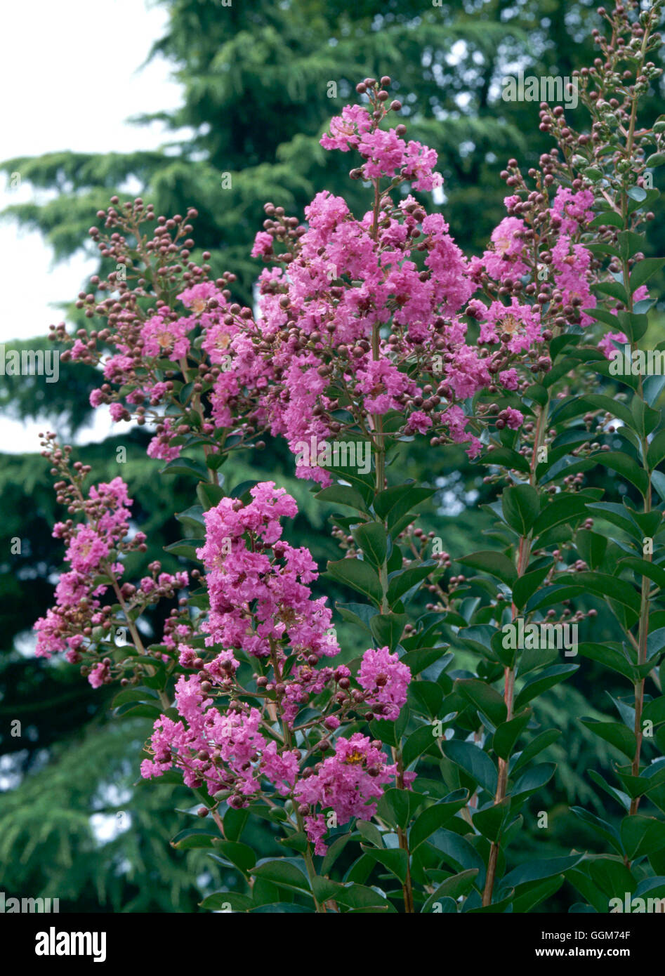 Lagerstroemia lagerstroemia indica hi-res stock photography and images ...