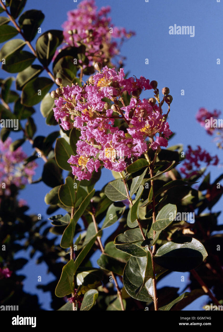 Lagerstroemia indica - Crape Myrtle TRS020272 Stock Photo - Alamy
