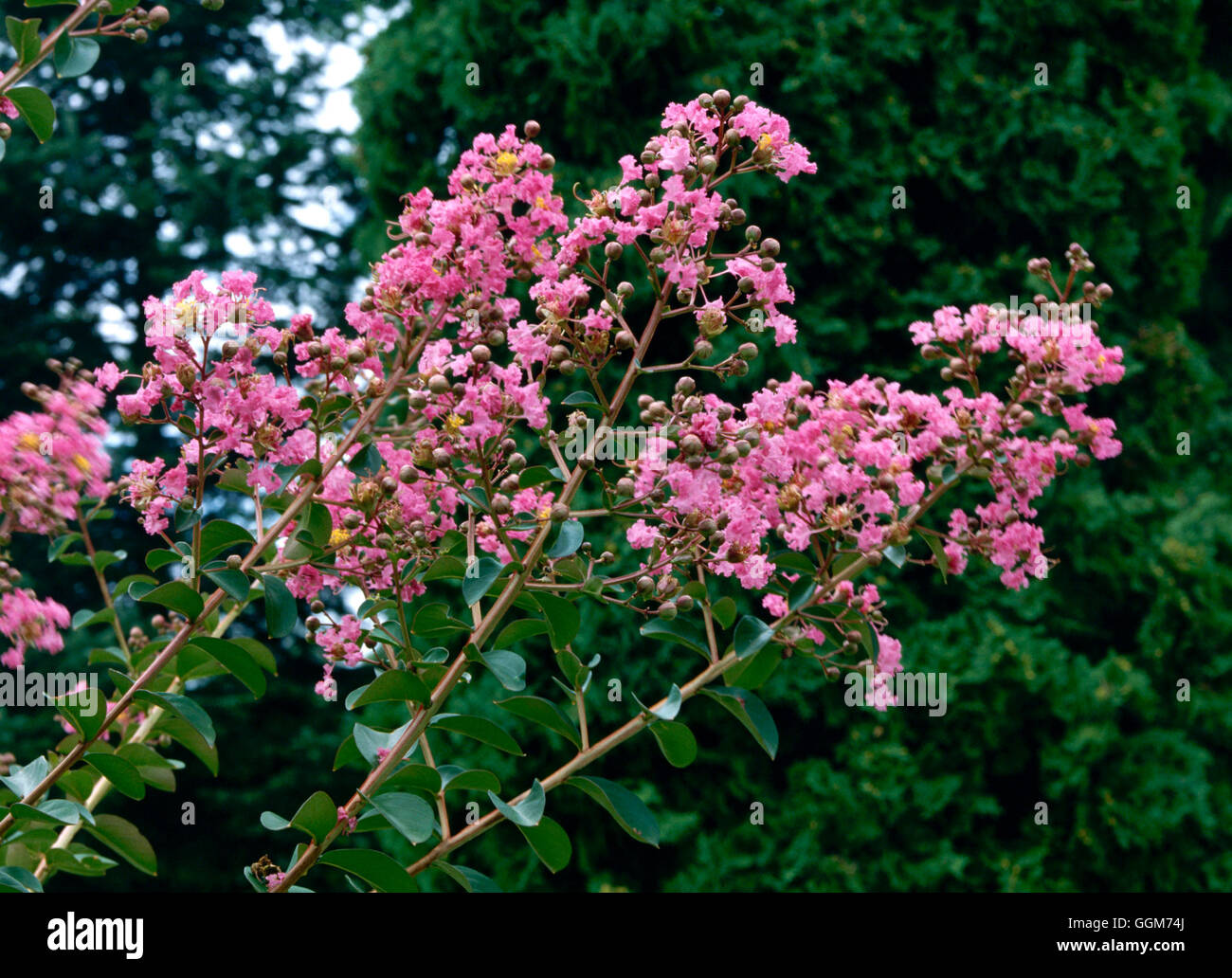 Pinklagerstroemia hi-res stock photography and images - Alamy