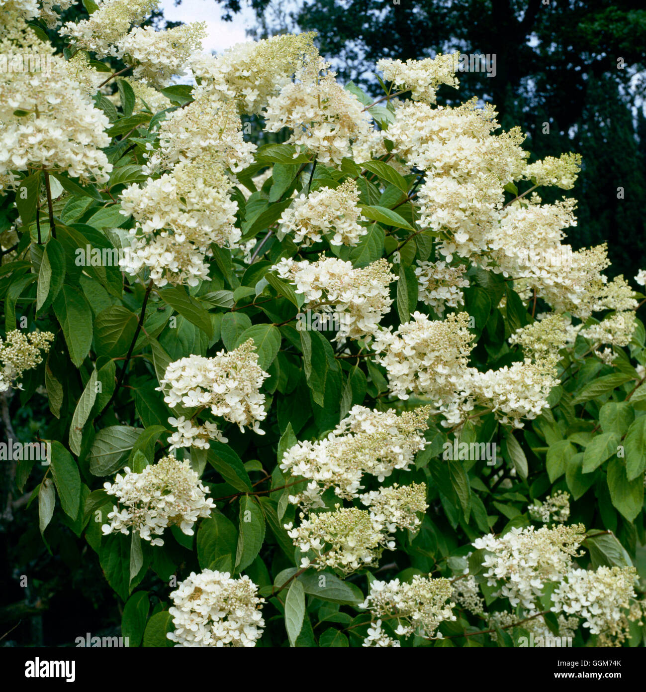 Hydrangeaarborescens hi-res stock photography and images - Alamy