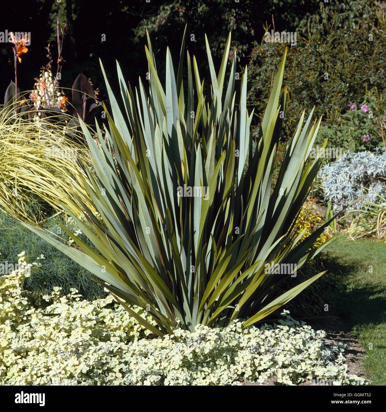 Phormium tenax TRS020637 Stock Photo - Alamy
