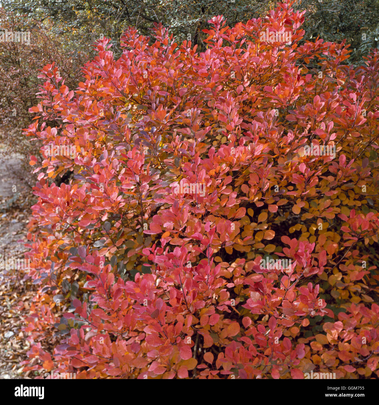 Cotinus coggygria autumn hi-res stock photography and images - Alamy