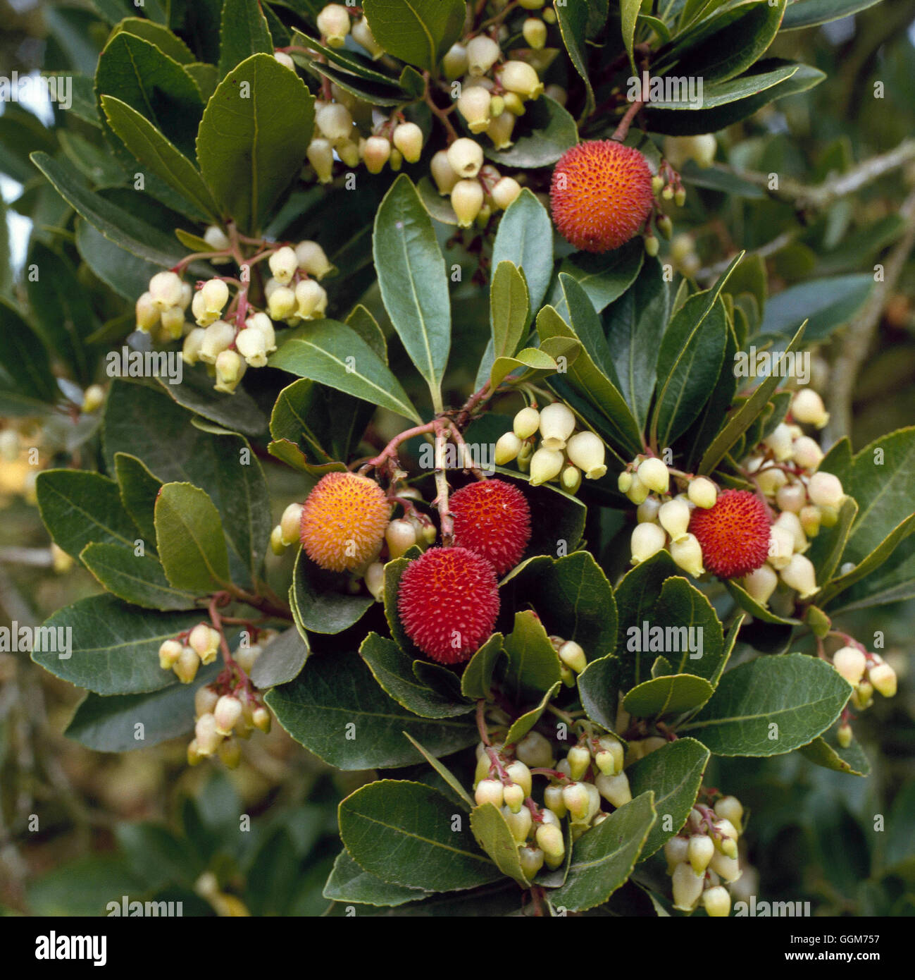 Arbutus unedo - showing fruits and flowers in Autumn - Killarney ...