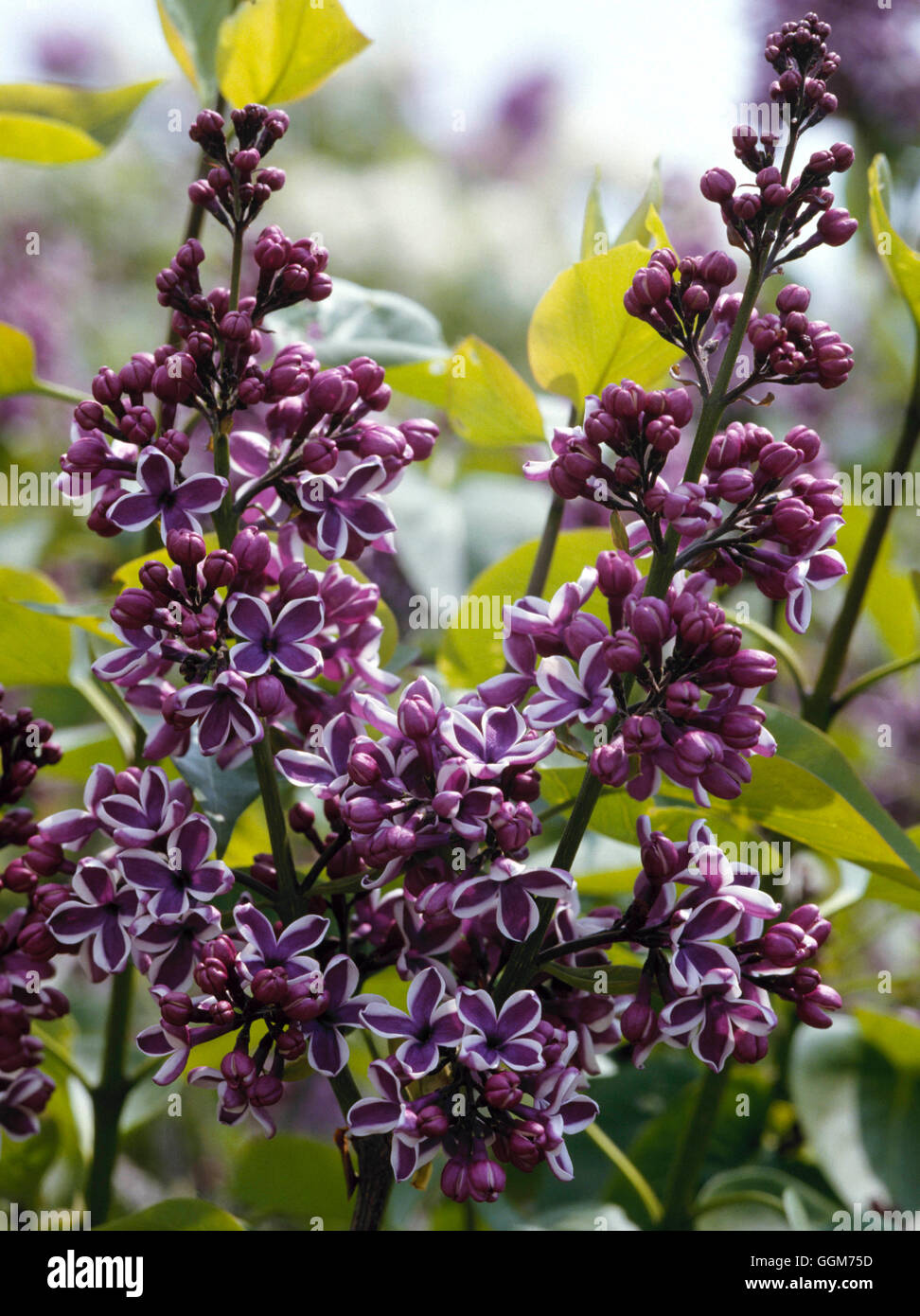 Syringa Vulgaris Lilac Sensation High Resolution Stock Photography and ...