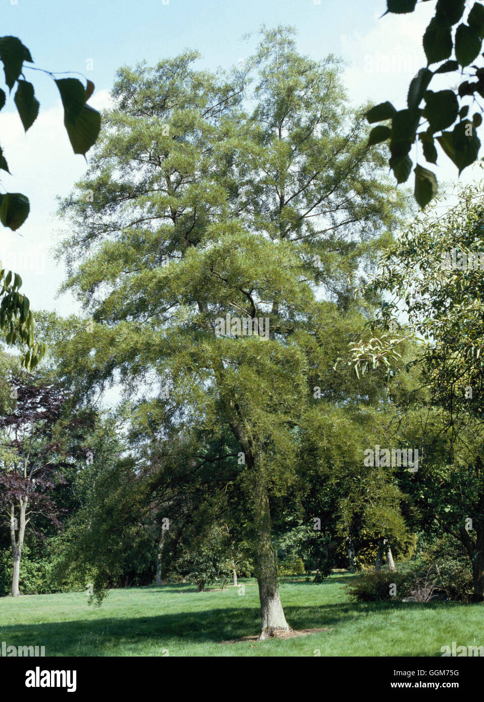 Alnus glutinosa - `Imperialis' AGM. TRS021007 Stock Photo - Alamy