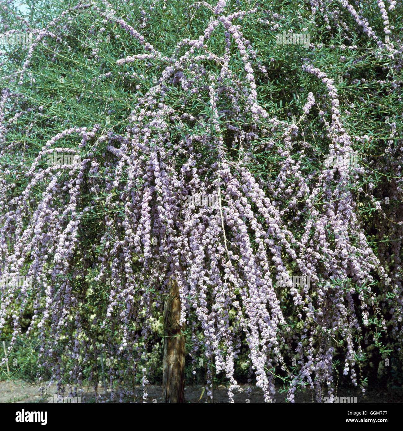 Buddleja alternifolia hi-res stock photography and images - Alamy
