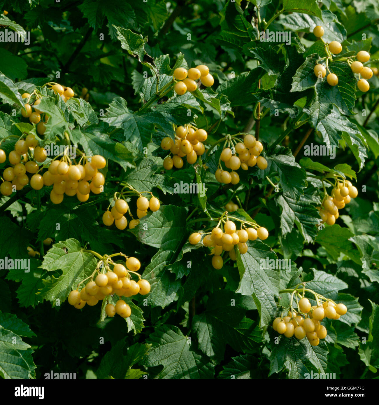 Viburnum Opulus Xanthocarpum High Resolution Stock Photography and ...