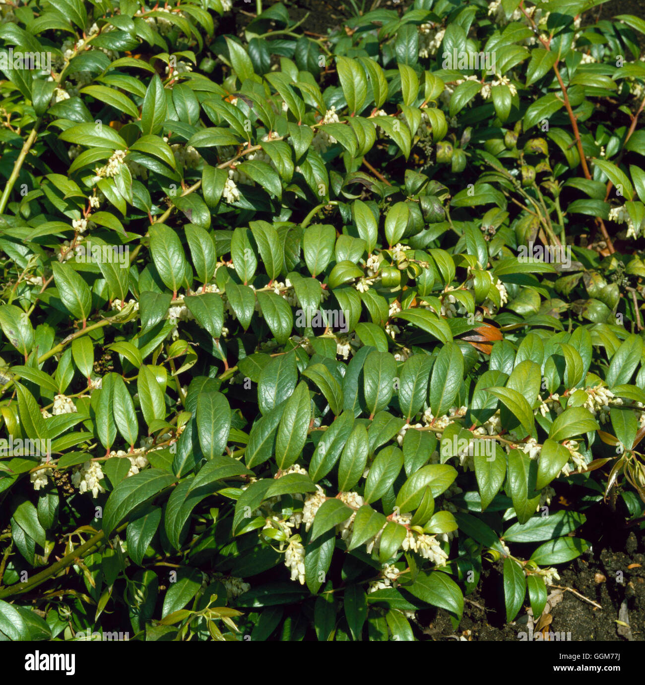 Leucothoe fontanesiana - `Nana' TRS023662 Stock Photo - Alamy