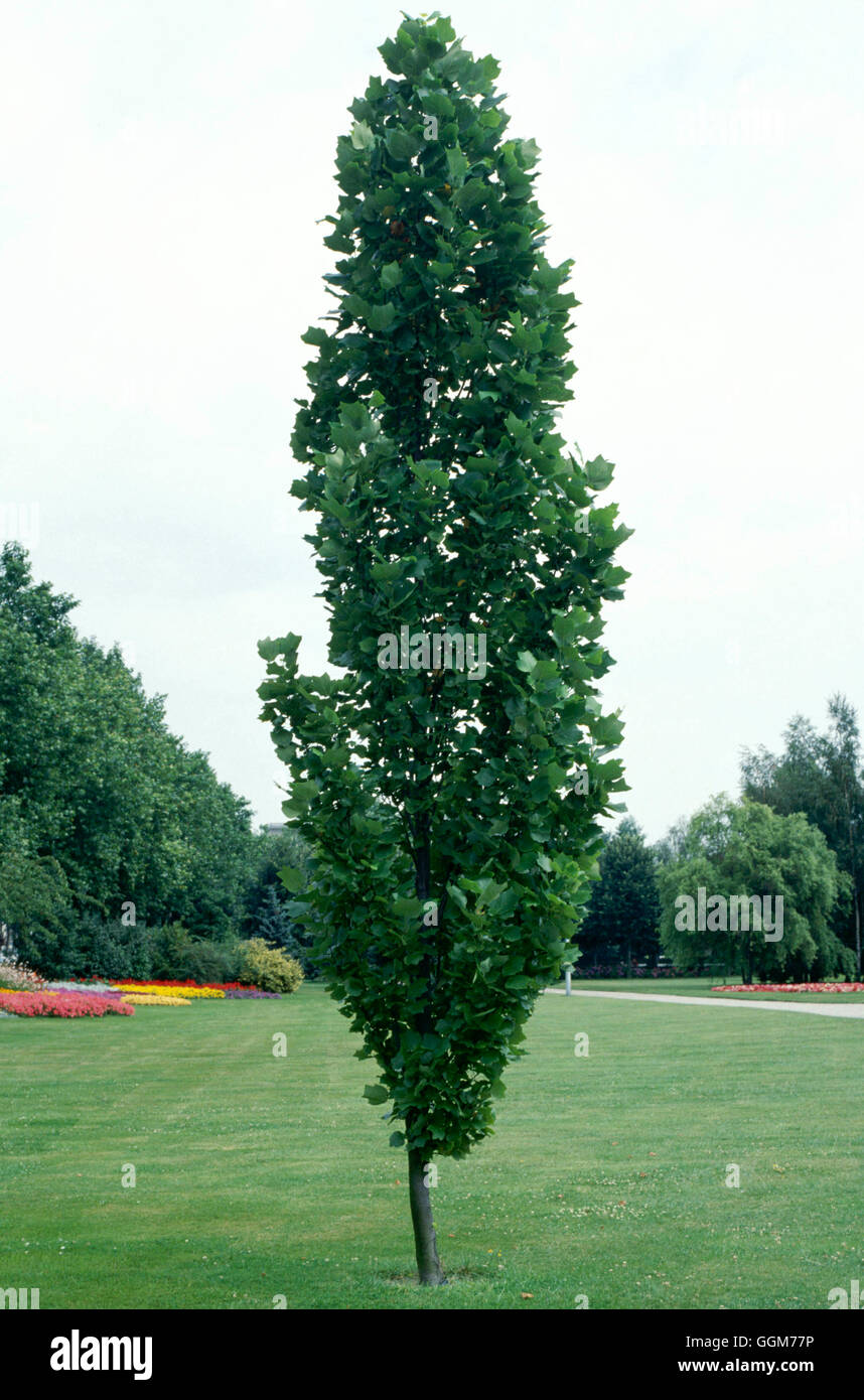 Liriodendron tulipifera - `Fastigiatum' TRS023870 Stock Photo - Alamy
