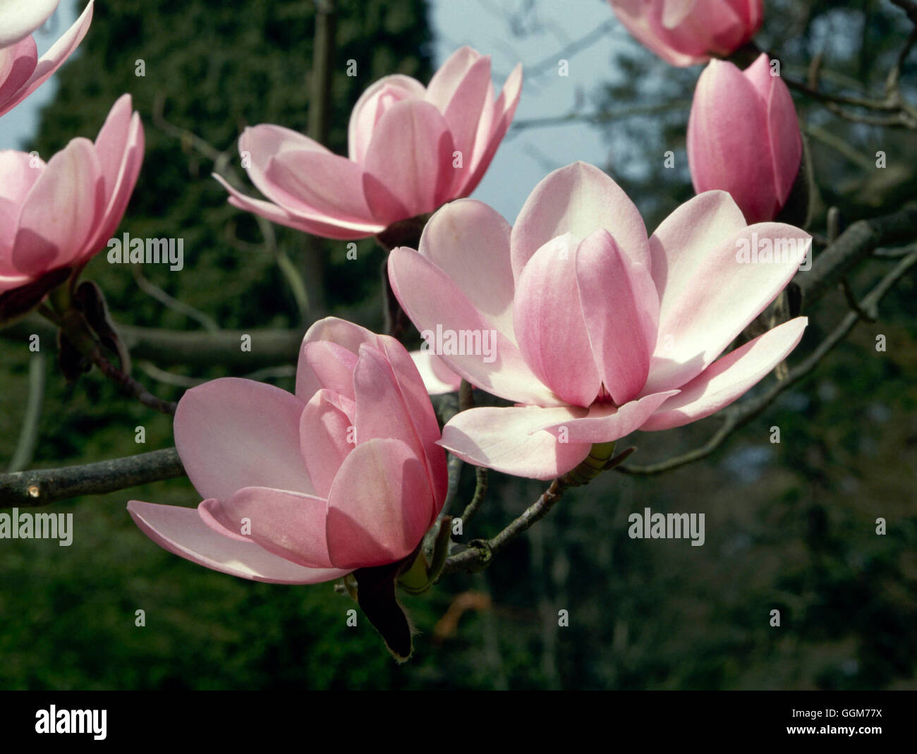 Magnolia campbellii - `Charles Raffill' TRS023975 Stock Photo - Alamy