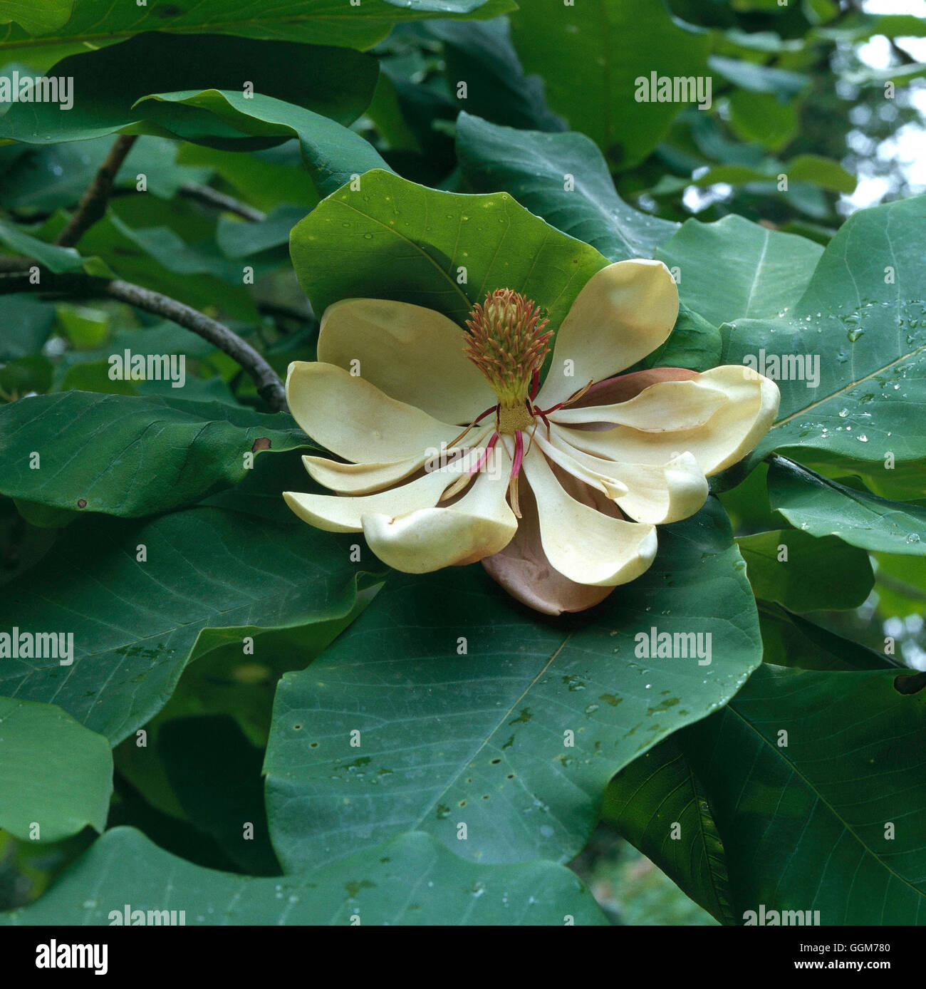 Magnolia obovata - (Syn M. hypoleuca) TRS023997 Stock Photo - Alamy