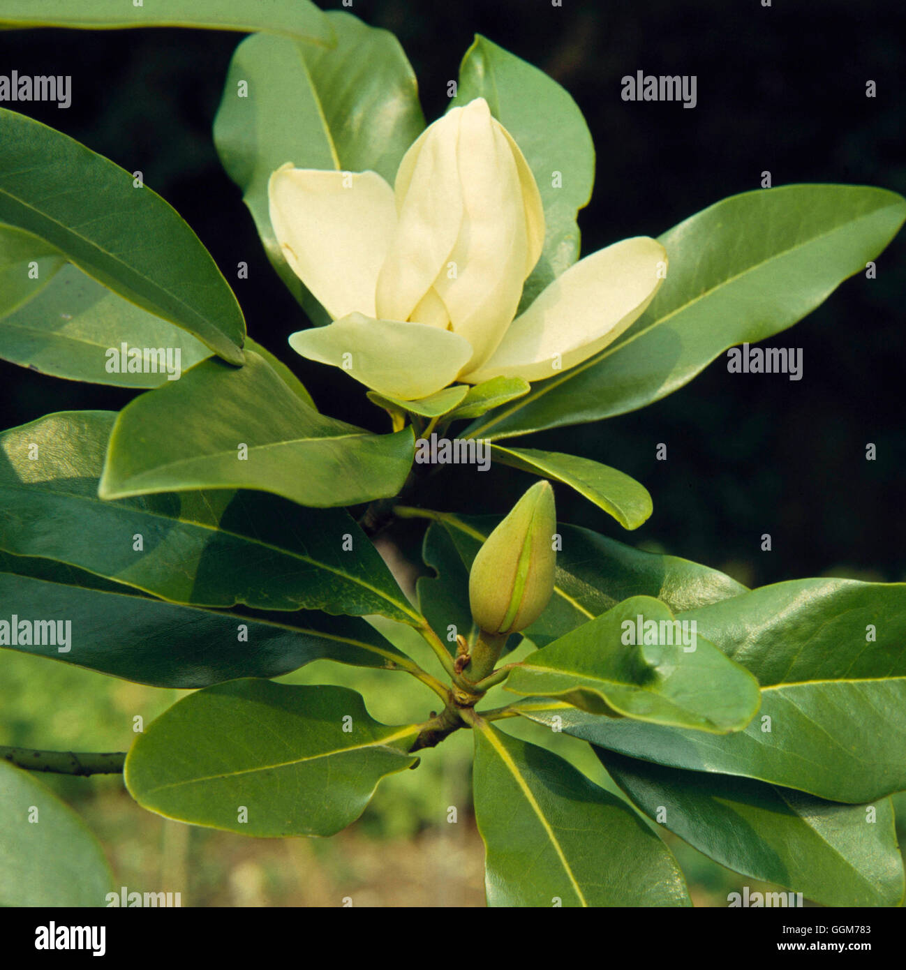 Magnolia virginiana hi-res stock photography and images - Alamy