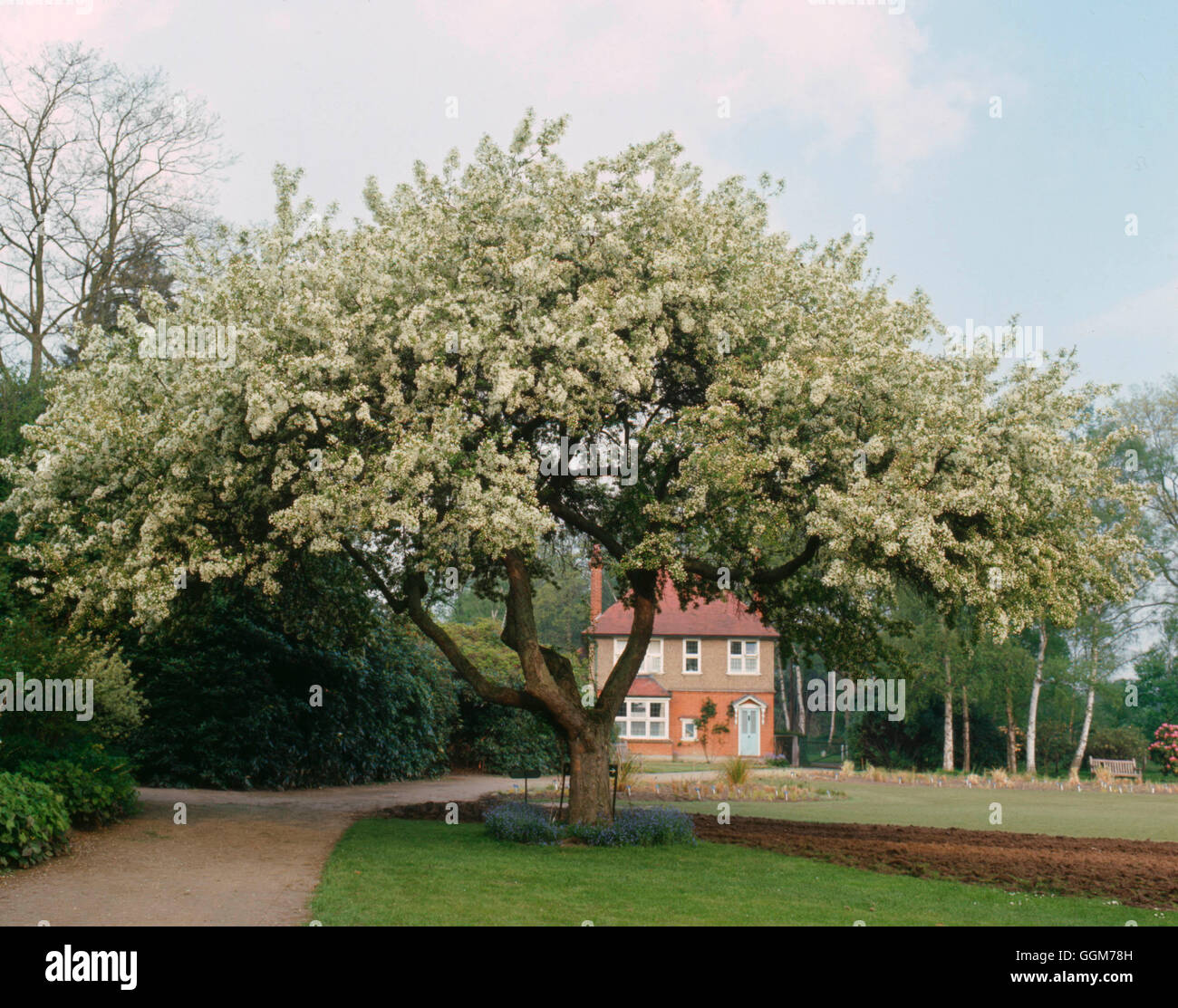 Siberian crab hi-res stock photography and images - Alamy