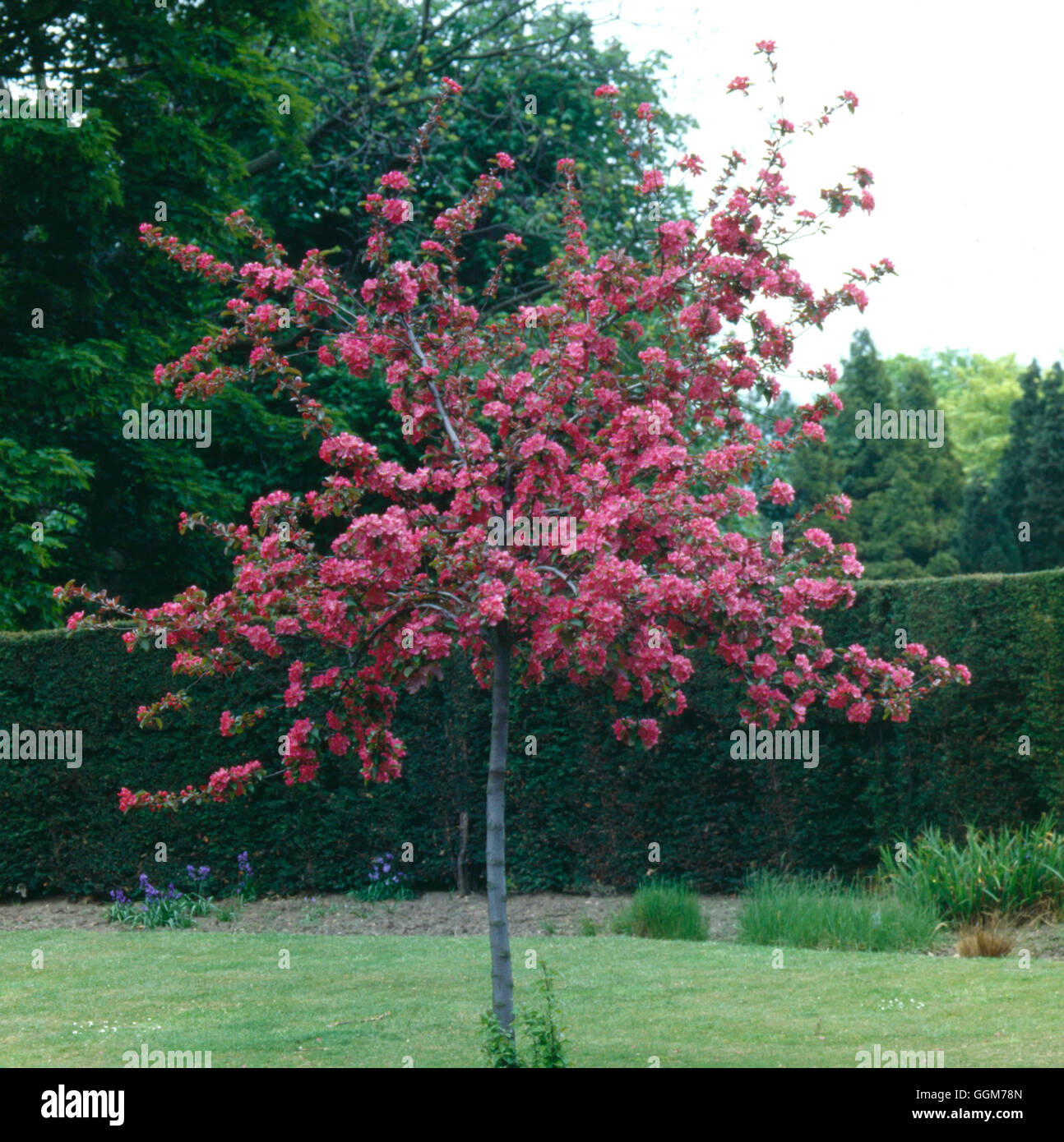 Malus x moerlandsii hi-res stock photography and images - Alamy