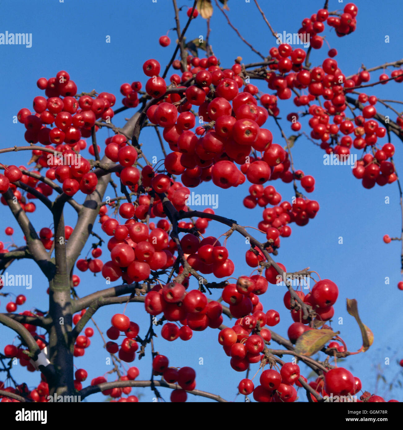 Malus x robusta - `Red Sentinel' AGM TRS024598 Stock Photo - Alamy