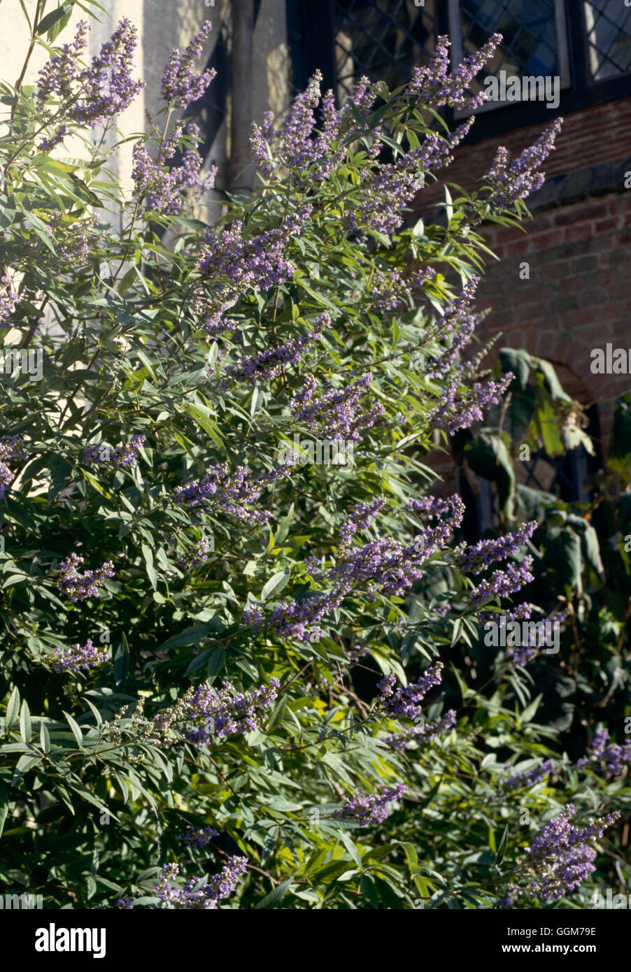 Vitex agnus-castus - Chaste Tree TRS025434 Stock Photo - Alamy