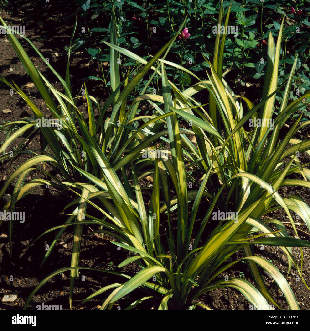Phormium - `Yellow Wave' TRS027077 Stock Photo - Alamy