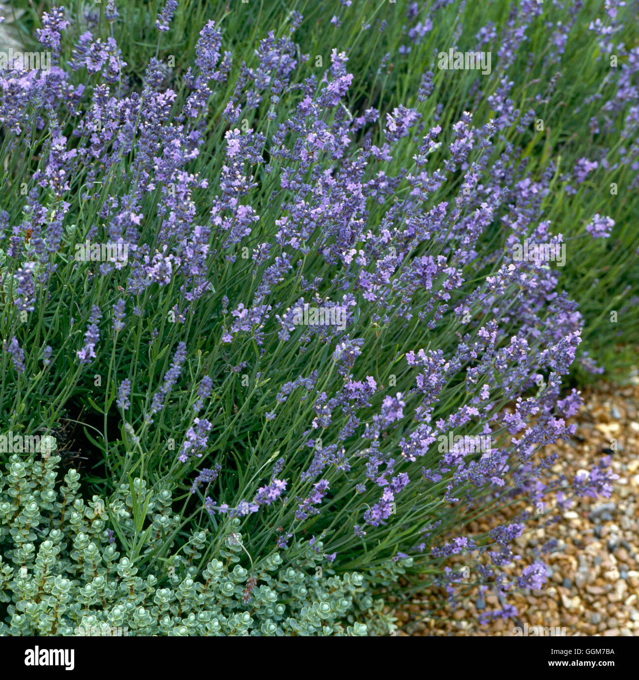 Munstead Lavender High Resolution Stock Photography and Images - Alamy