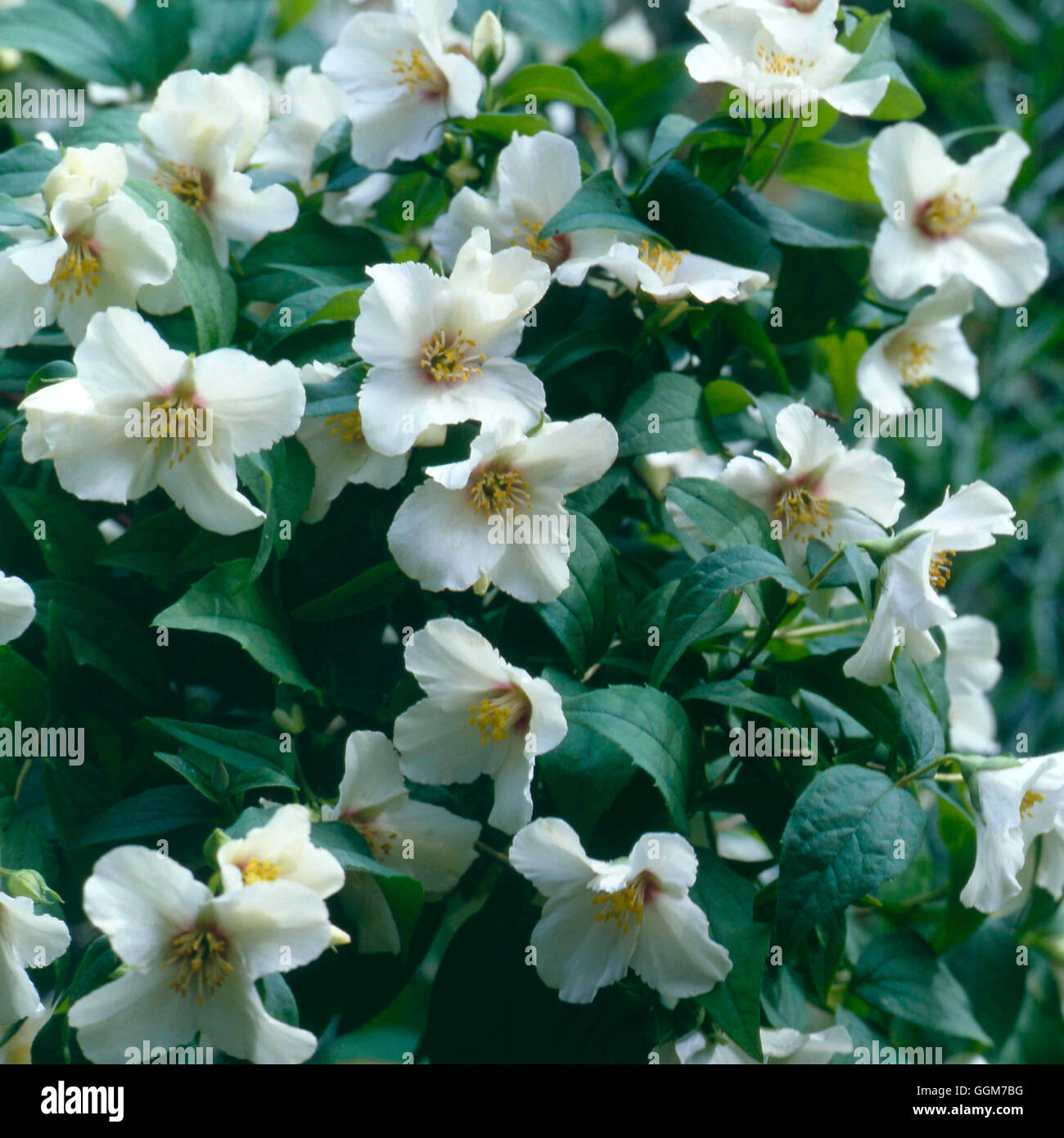 Scented shrub flowering philadelphus fragrant mockorange belleetoile ...