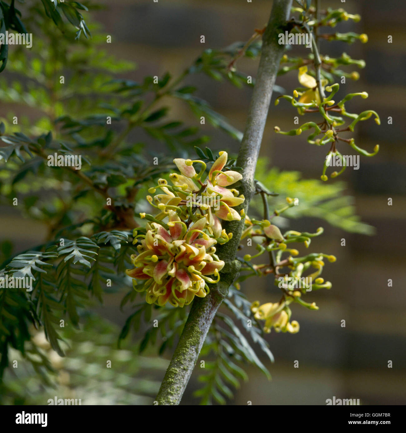 Lomatia ferruginea TRS027755 Stock Photo - Alamy