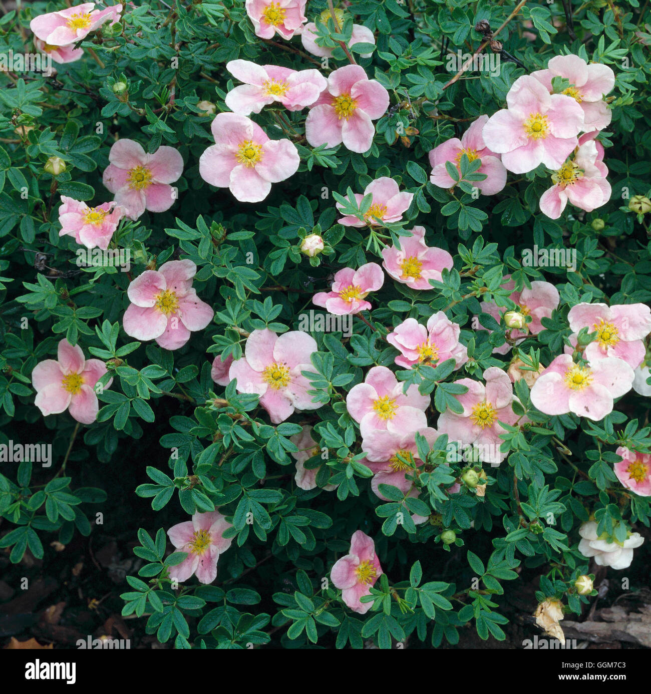 Potentilla fruticosa princess hi-res stock photography and images - Alamy