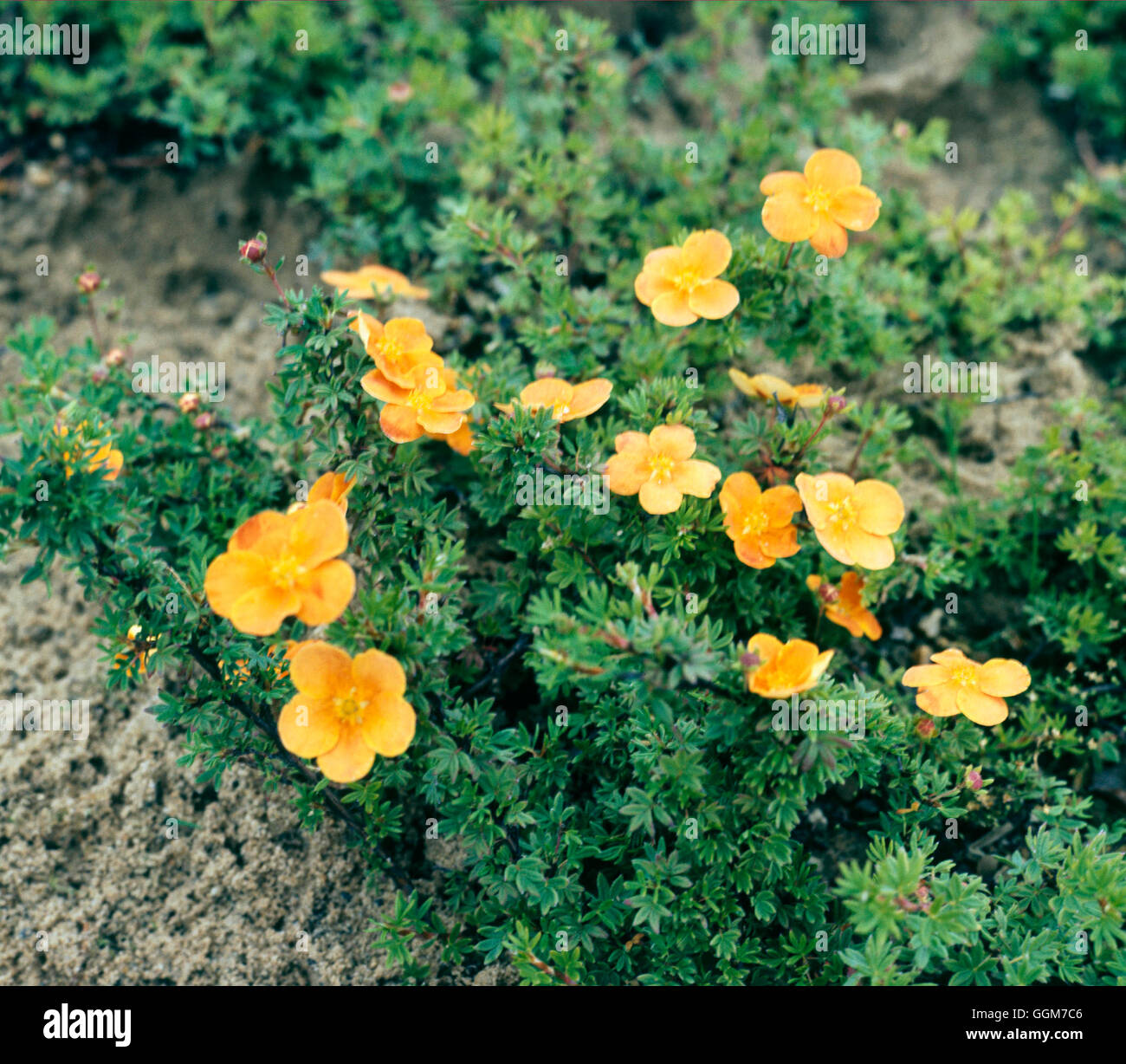Orange potentilla hi-res stock photography and images - Alamy