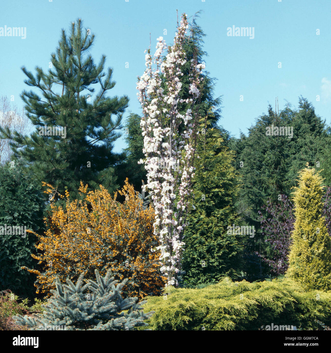 Amanogawa Stock Photos & Amanogawa Stock Images - Alamy